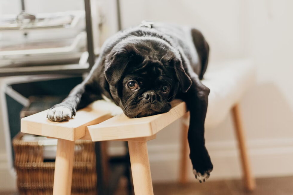 Why Some Stress Is Good: The Emptiness of a Stress-Free Life